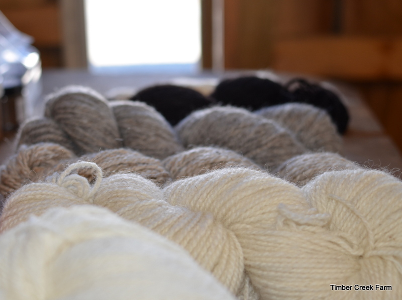 Becoming a Shepherd - Countryside